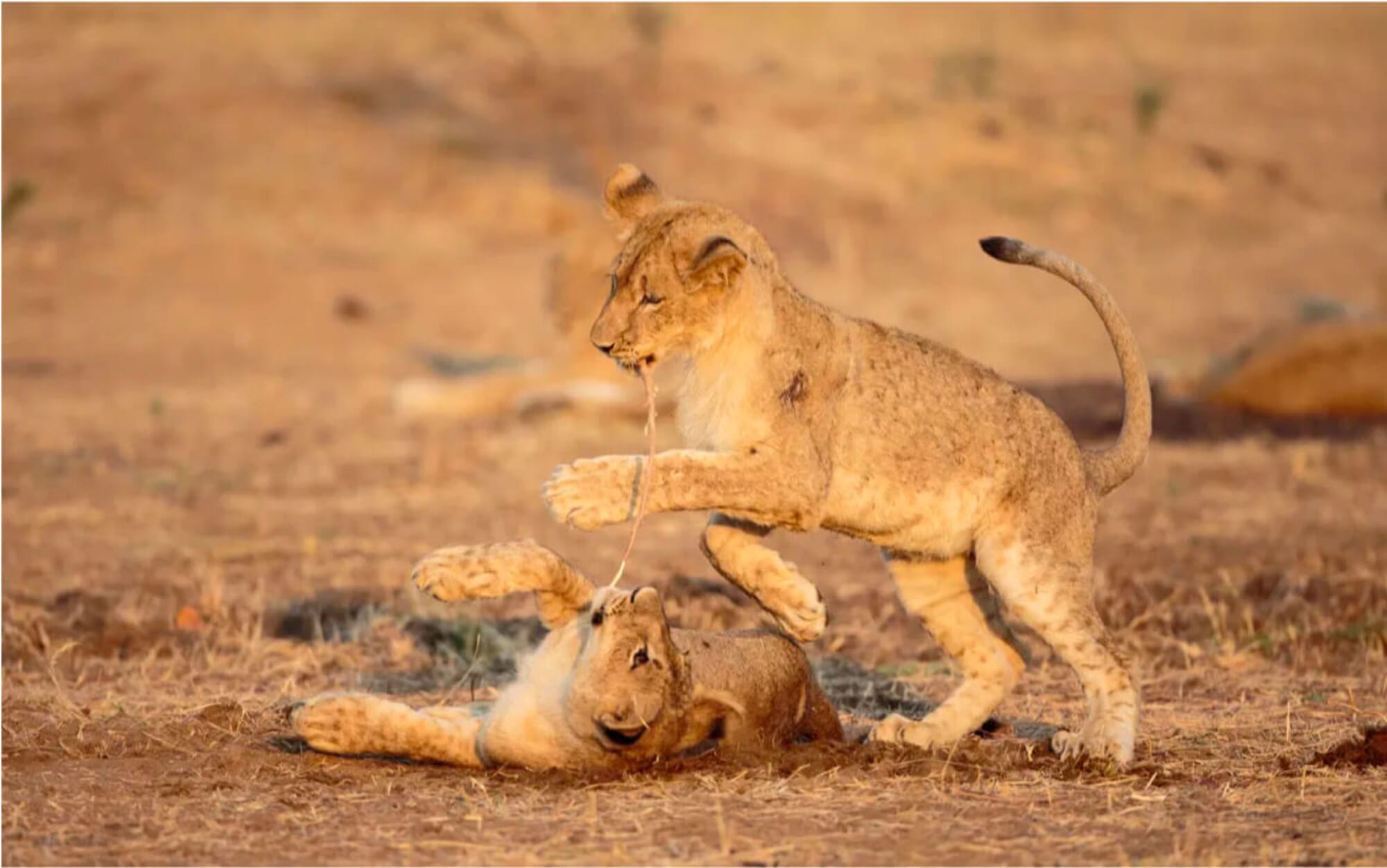 Luangwa | Biocarbon Partners