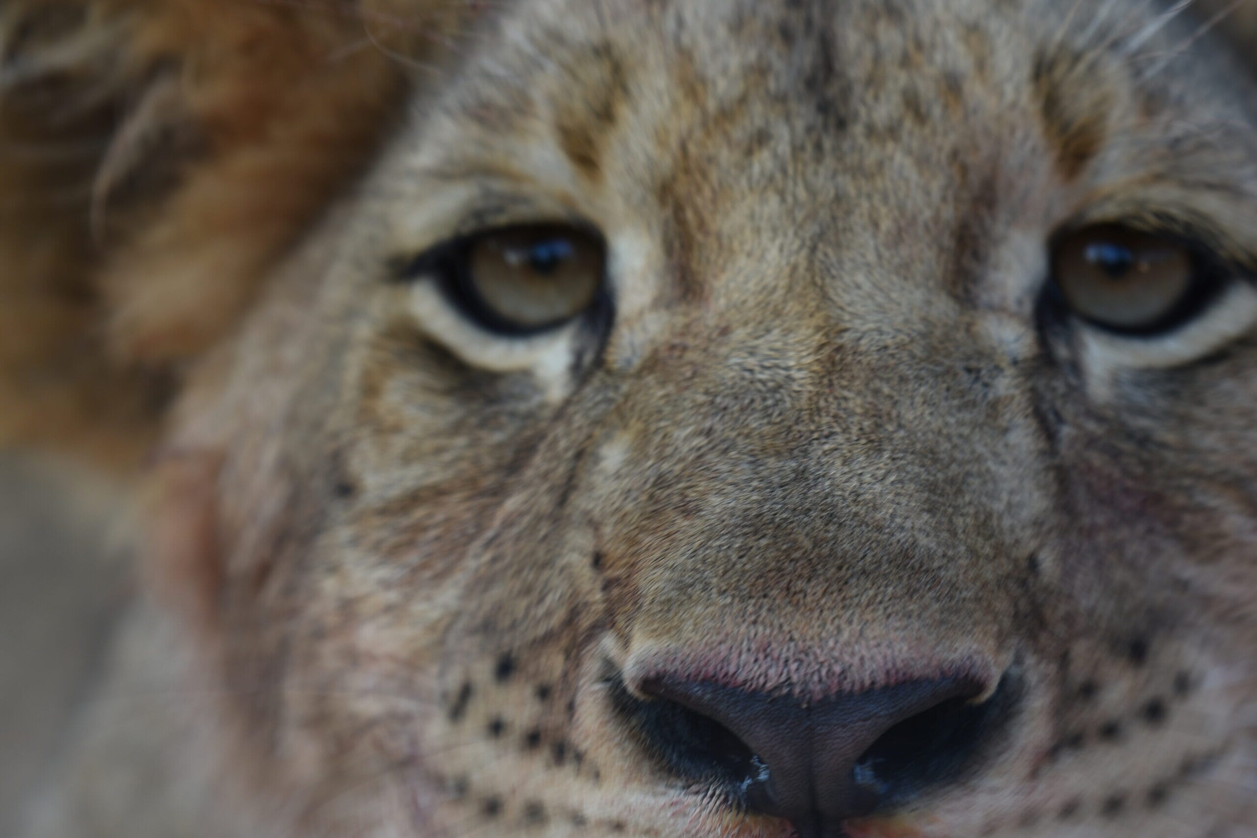 Happy World Lion Day! | Biocarbon Partners