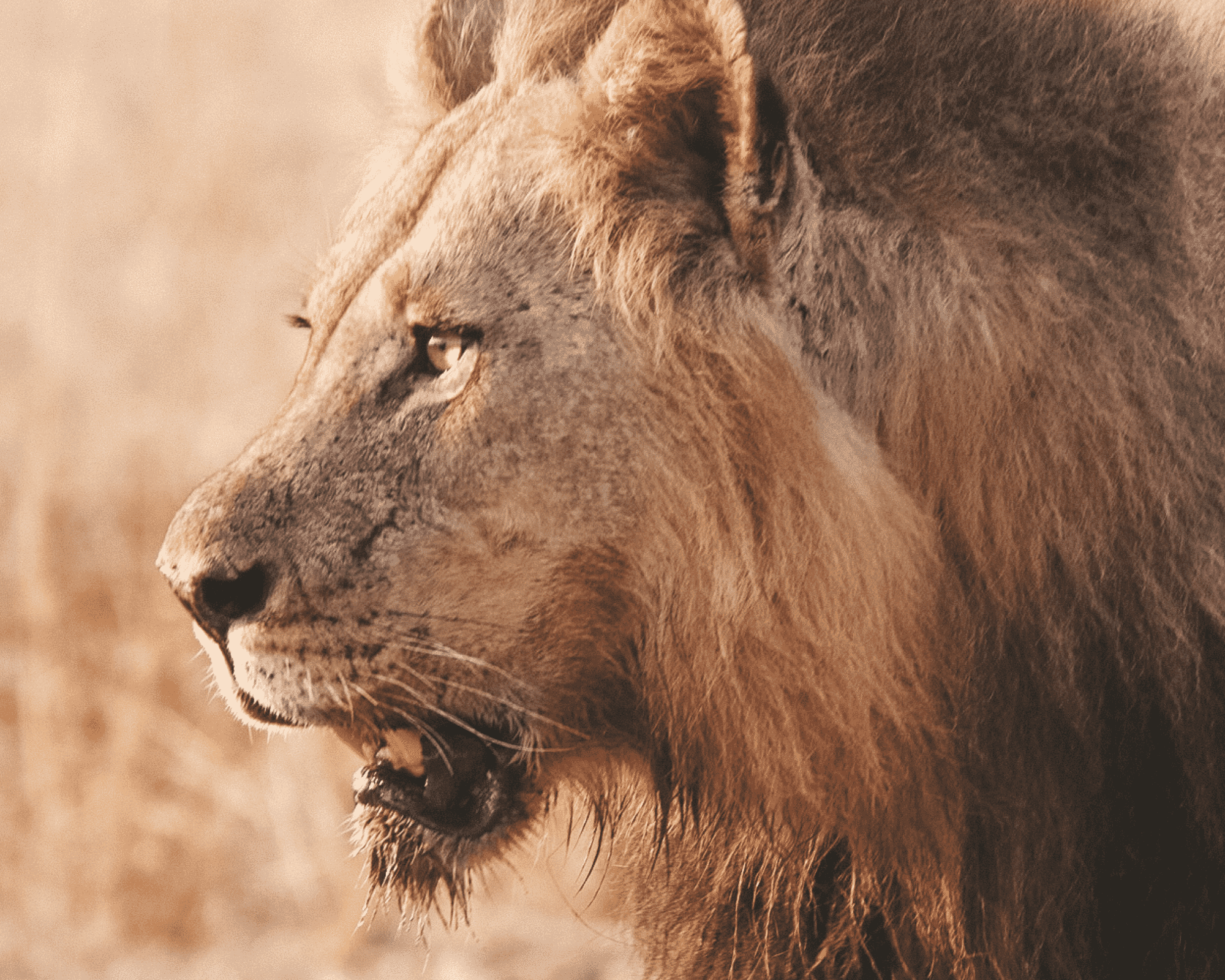 BioCarbon Partners Receives Approval for a Large Scale Grouped Carbon ...