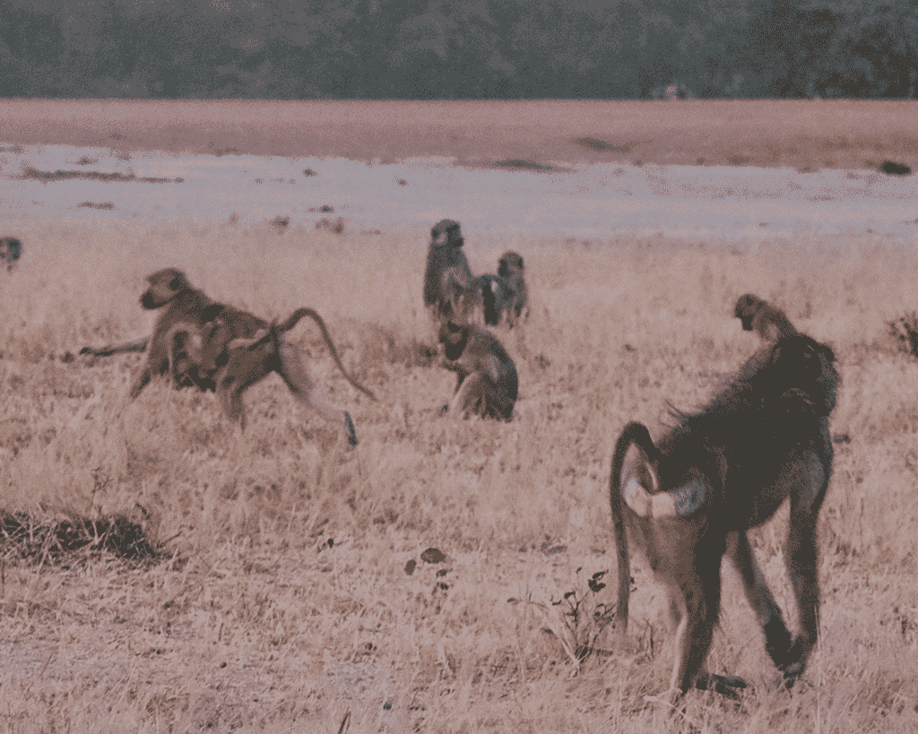 The Wildlife Ranger Challenge Returns For 2023 and BCP Scouts are ...