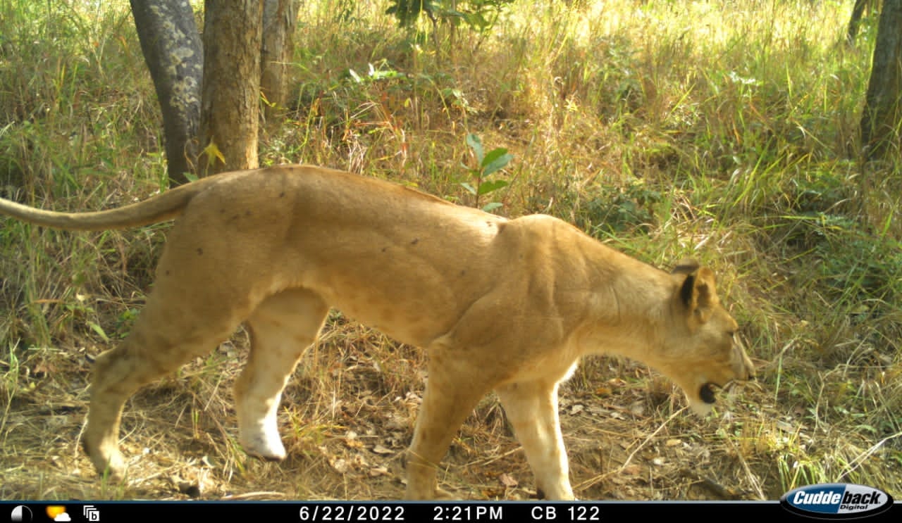 A Roaring Success as Lions Return to Rufunsa Conservancy | Biocarbon ...